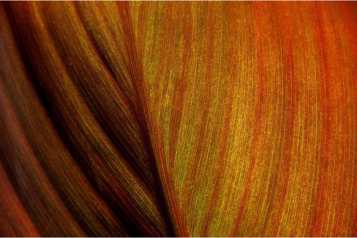 Vigor8 reflexology bringing you the best version of Yourself