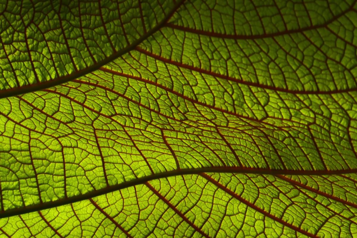 Vigor8 reflexology bringing you the best version of Yourself