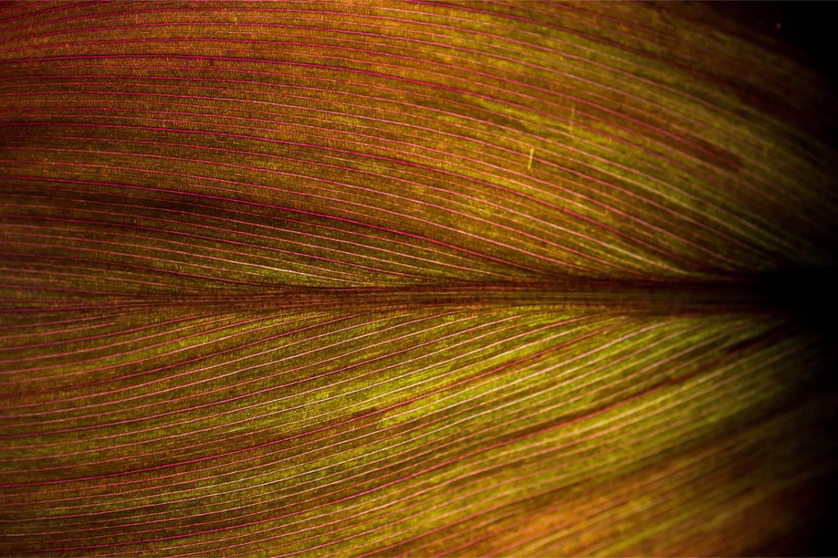 Vigor8 reflexology bringing you the best version of Yourself